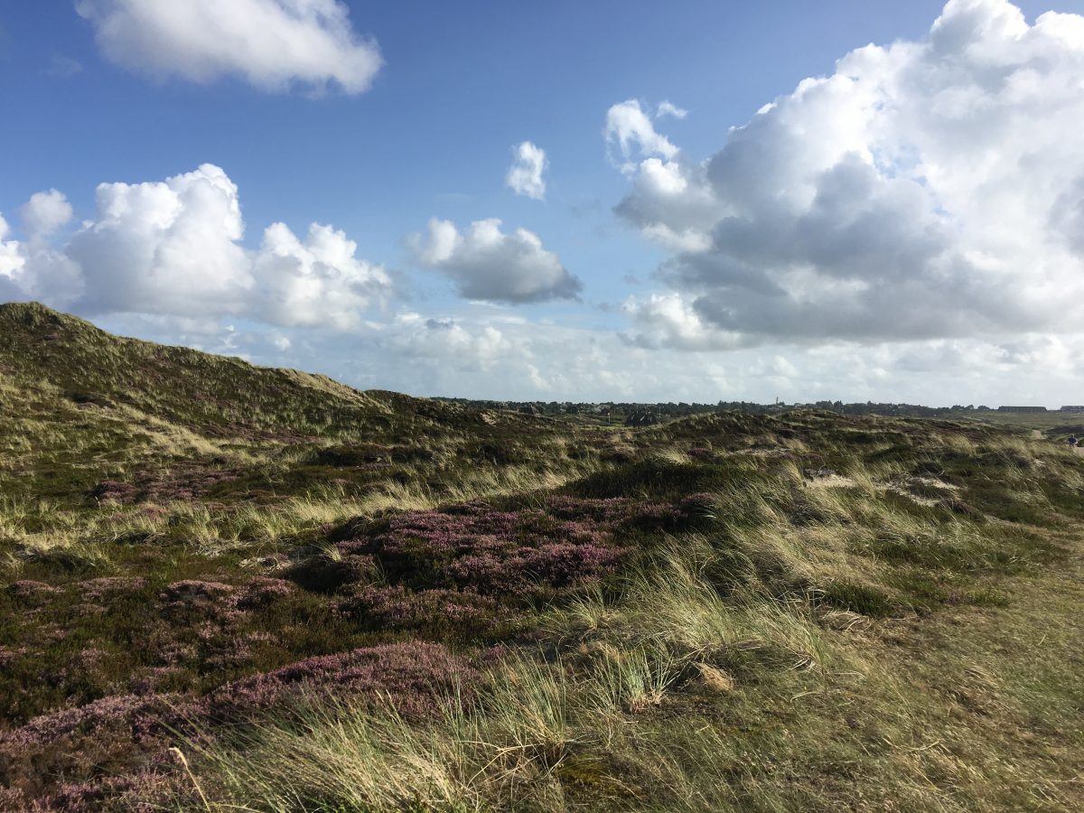 Die Heide blüht: Mit dem Fahrrad durch die Sylter Heide - Sylt Zuhause