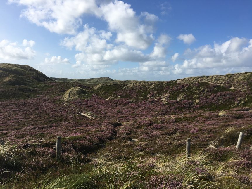 Die Heide blüht: Mit dem Fahrrad durch die Sylter Heide - Sylt Zuhause